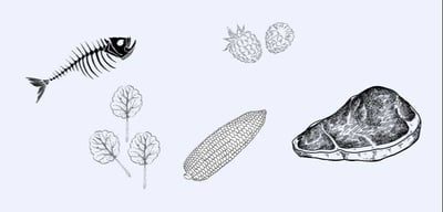 Garbage Disposals: What You Need to Know